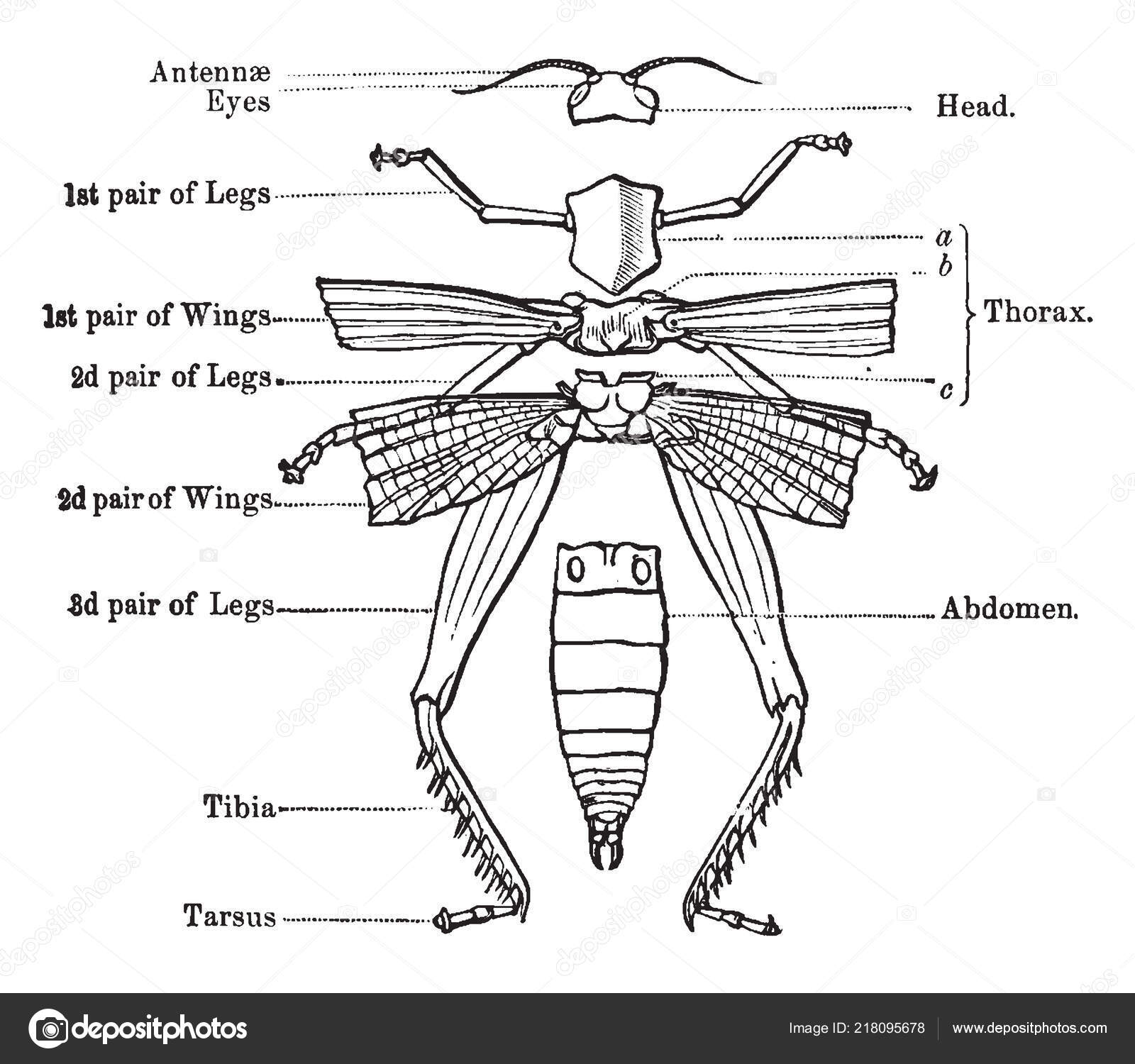 Various Labels External Anatomy Insect Skeleton Vintage Line Drawing ...