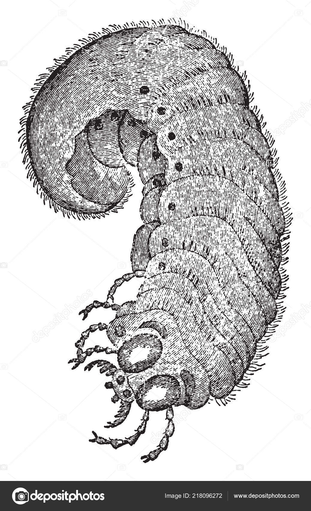 Illustration Represents Metallic Beetle Larva Vintage Line Drawing ...