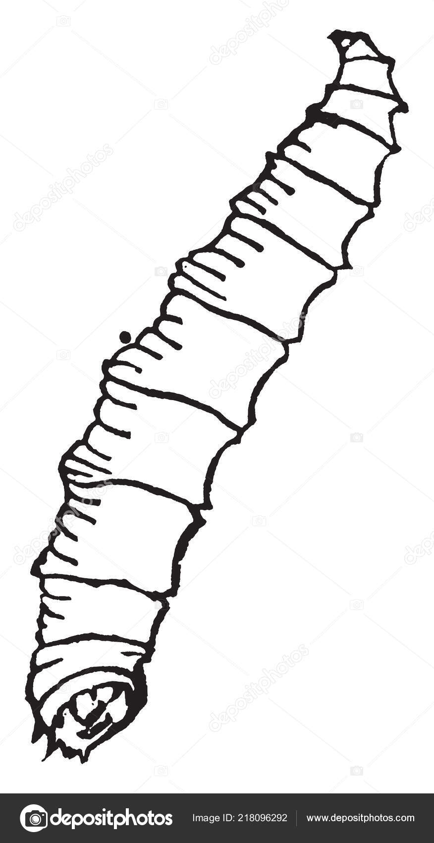 Cabbage Maggot Phorbia Brassicae Species Vintage Line Drawing Engraving ...