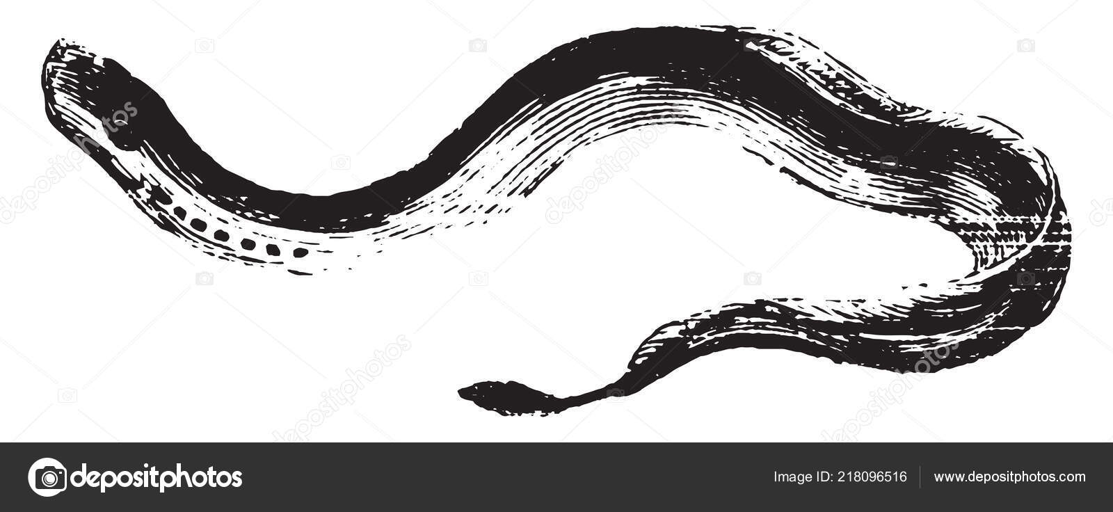 Lamprey Eel Has Row Holes Its Neck Vintage Line Drawing Stock Vector by ...