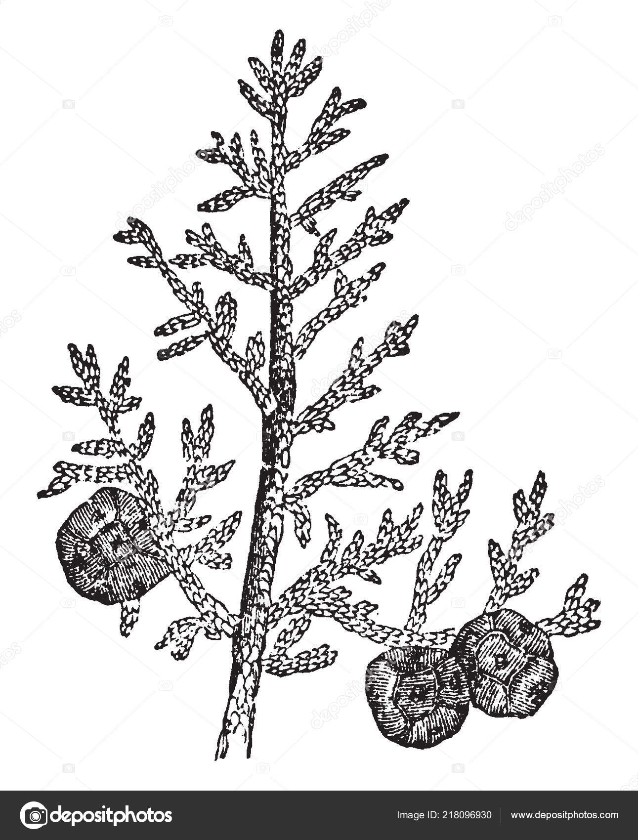 Picture Showing Branch Cypress Tree Fruits Leaves Vintage Line Drawing ...
