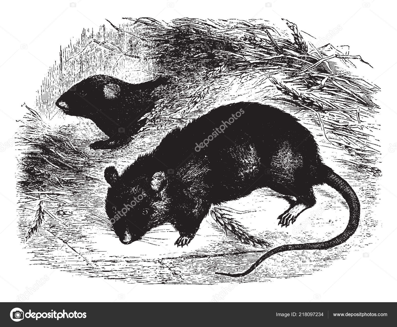 Black Rat Common Rat Genus Rattus Vintage Line Drawing Engraving Stock ...