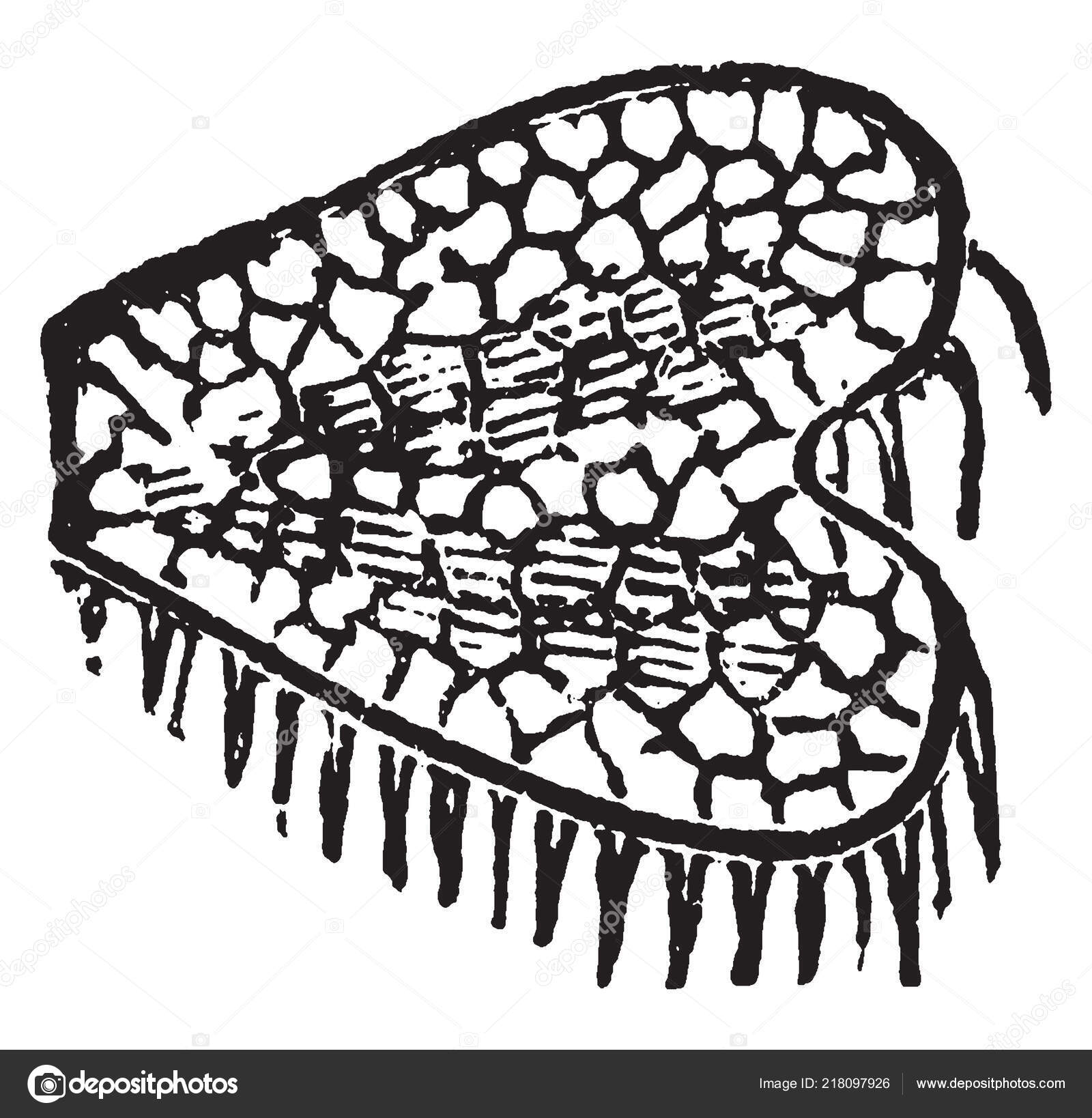 Image Riccia Natans Riccia Natans Which Grows Damp Soil Less Stock ...