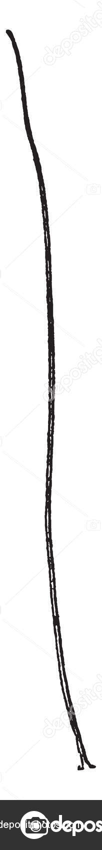 Picture Showing Pappus Hair Long Thin Smooth Vintage Line Drawing Stock ...