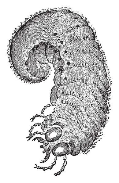 100,000 Flea larvae Vector Images | Depositphotos