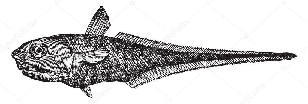 Grenadier Vector Art Stock Images | Depositphotos