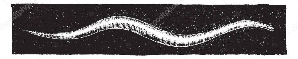 Nematodes Stock Vectors, Royalty Free Nematodes Illustrations ...