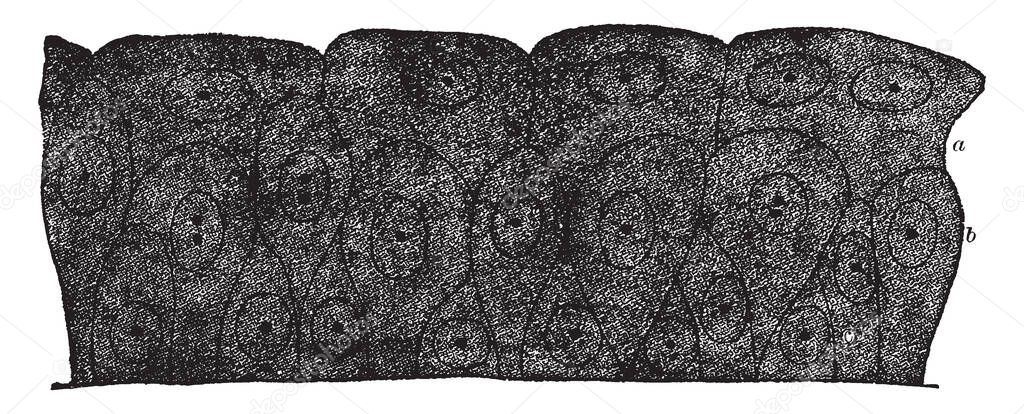 Secci n del epitelio de transici n que recubre la vejiga, dibujo de l neas vintage o ilustraci n ...