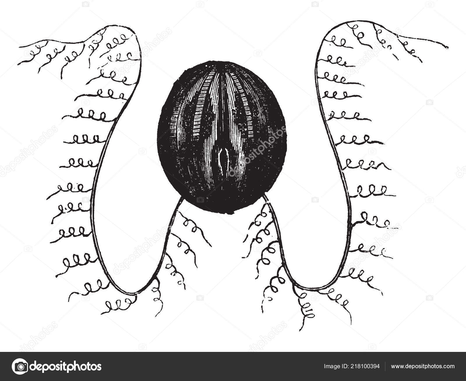 Cydippe Formerly Called Beroe Pileus Vintage Line Drawing Engraving ...