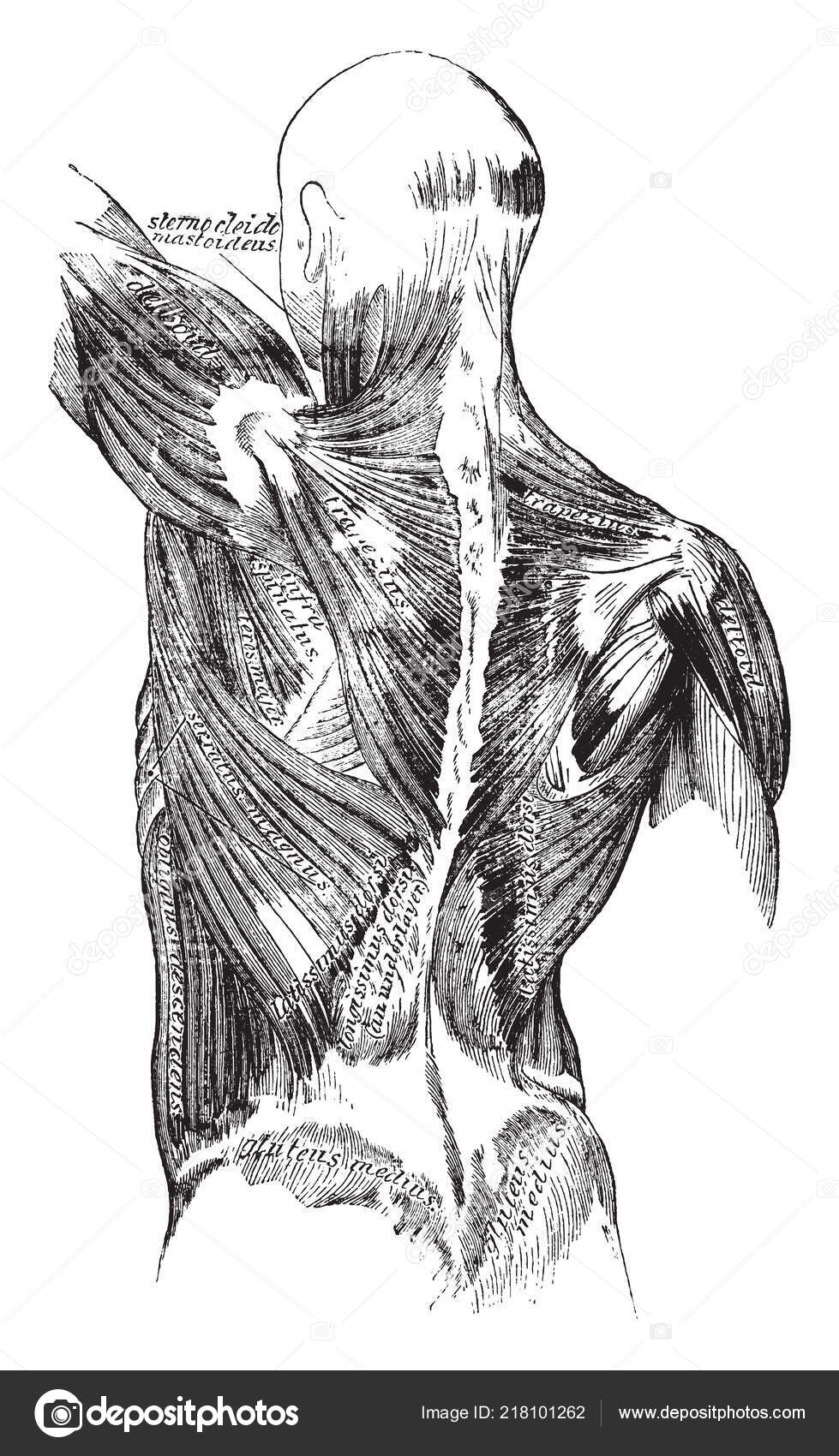 Illustration Represents Back Muscles Vintage Line Drawing Engraving ...