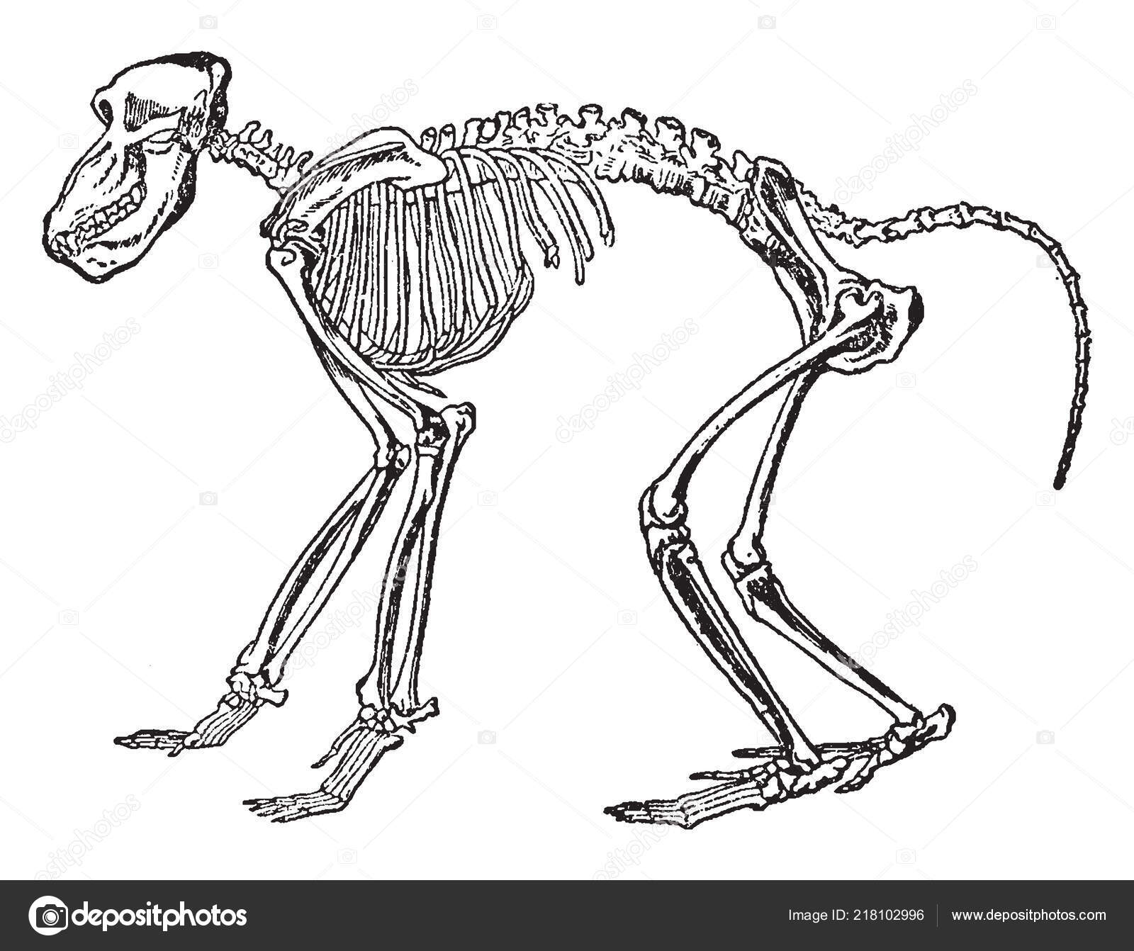 Chacma Baboon Skeleton Owing General Development Large Tusks Males ...
