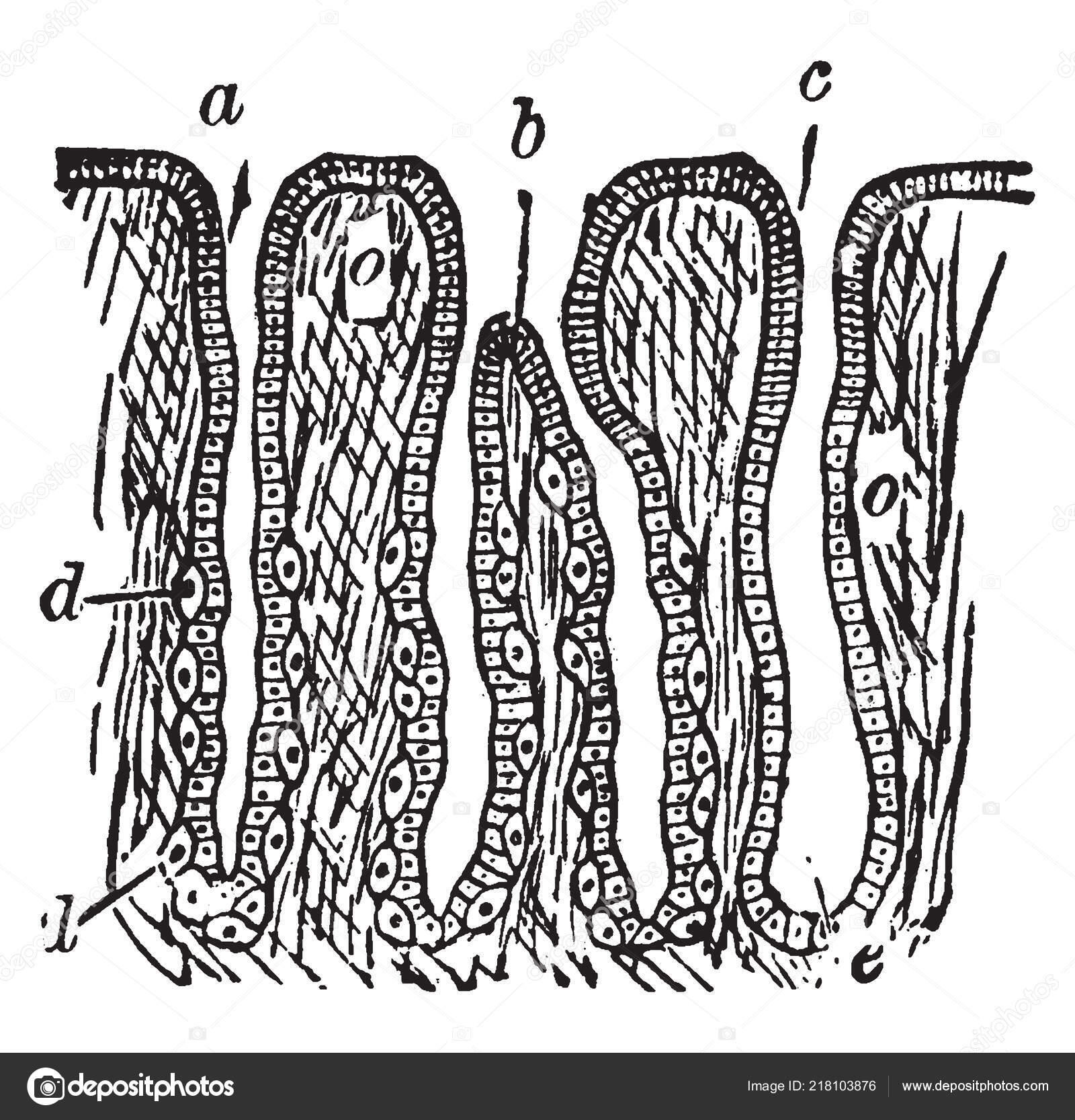 Diagram Represents Section Gastric Mucous Membrane Vintage Line Drawing ...