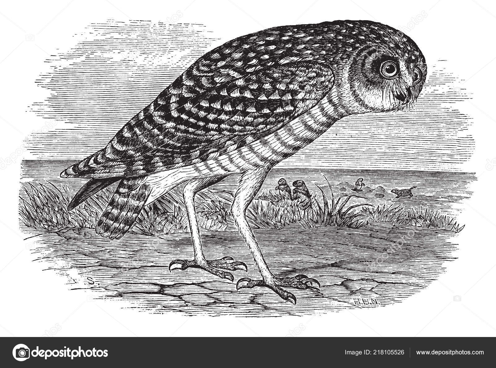 Burrowing Owl Drawing