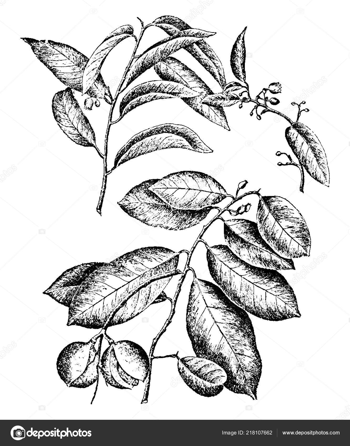 Nutmeg Tree Drawing