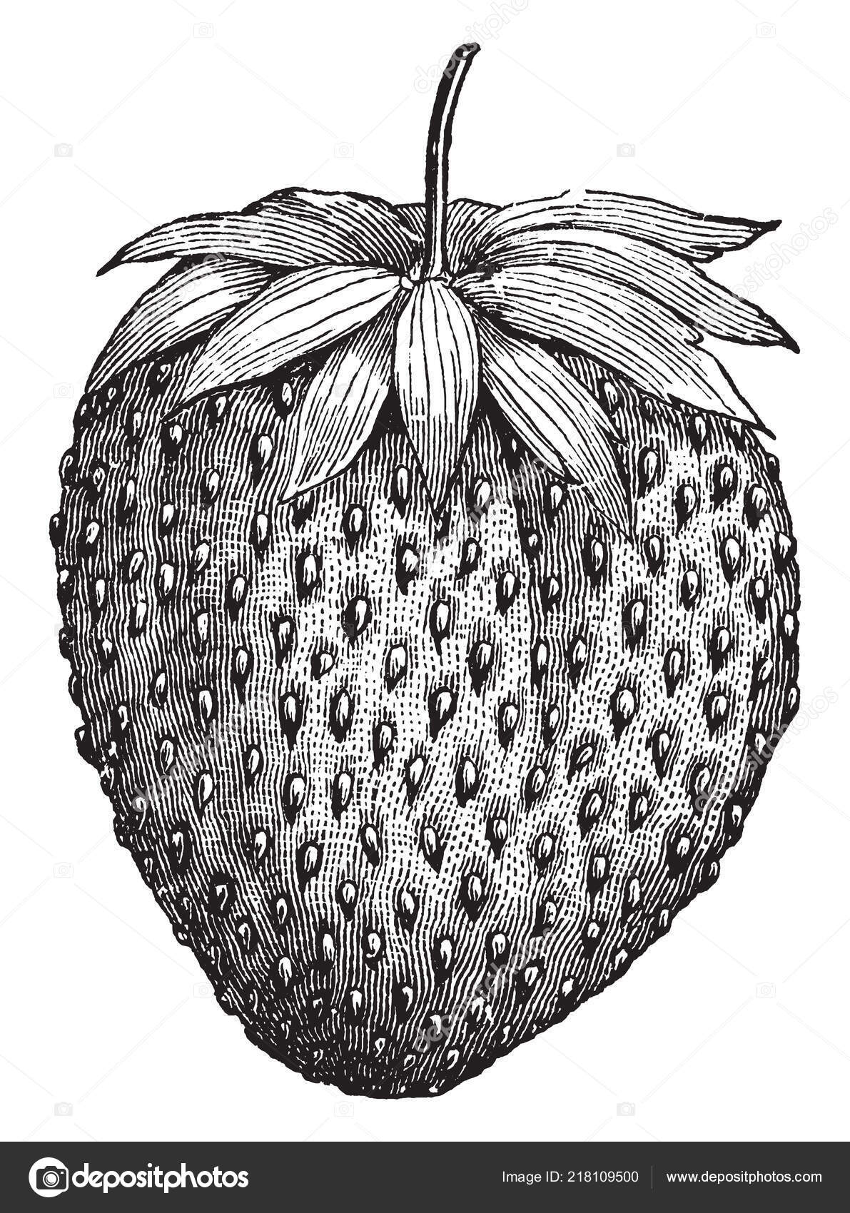 Strawberry Line Drawing