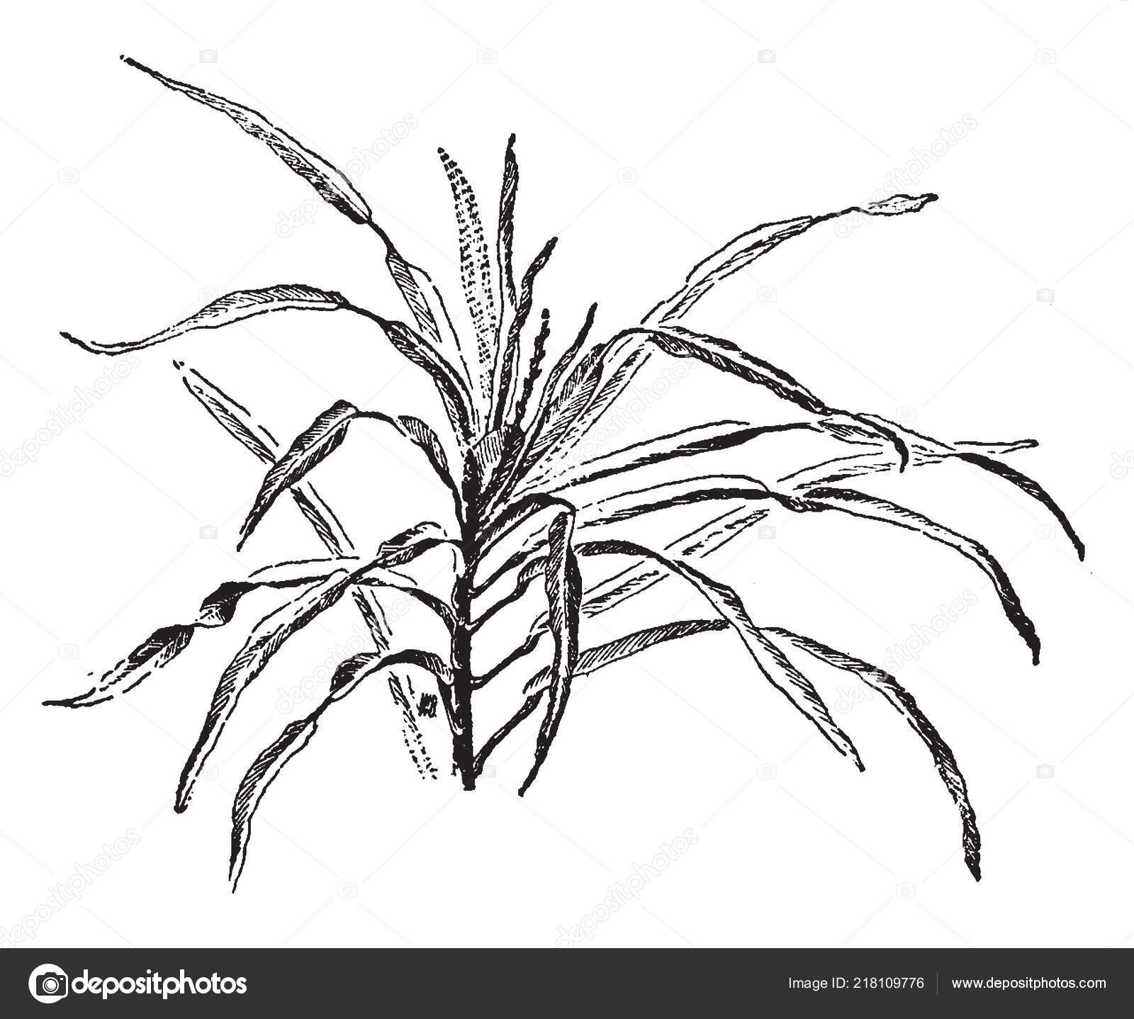 Codiaeum Interruptum Evergreen Shrubs Malaysia Colorful Large Waxy ...