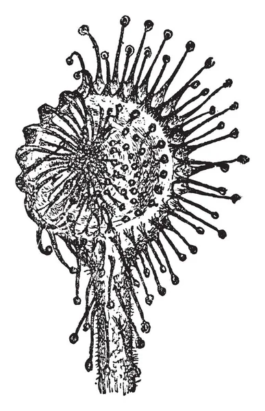 Sundew Plant Diagram