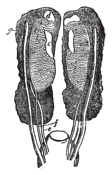 Racine adventive images libres de droit, photos de Racine adventive ...