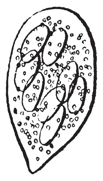 21 Powdery mildew fungus Vector Images | Depositphotos