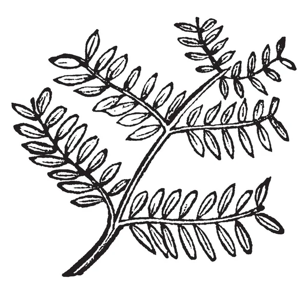 Compound Leaf Outline