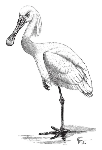 103 Spoonbill Vector Images | Depositphotos