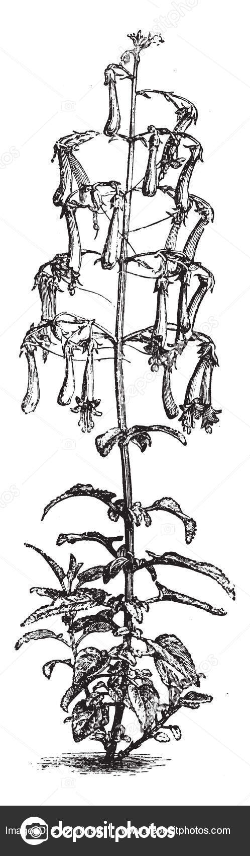 Picture Phygelius Capensis Plant Which Known Cape Figwort Its Member ...