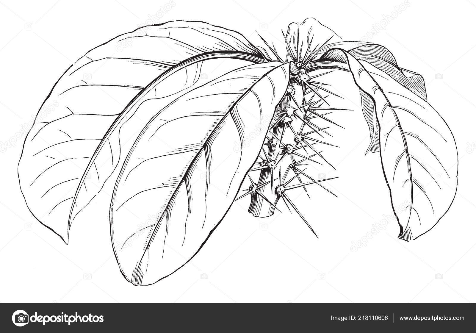 Picture Showing Large Leaves Stem Plant Full Thorn Vintage Line Stock ...