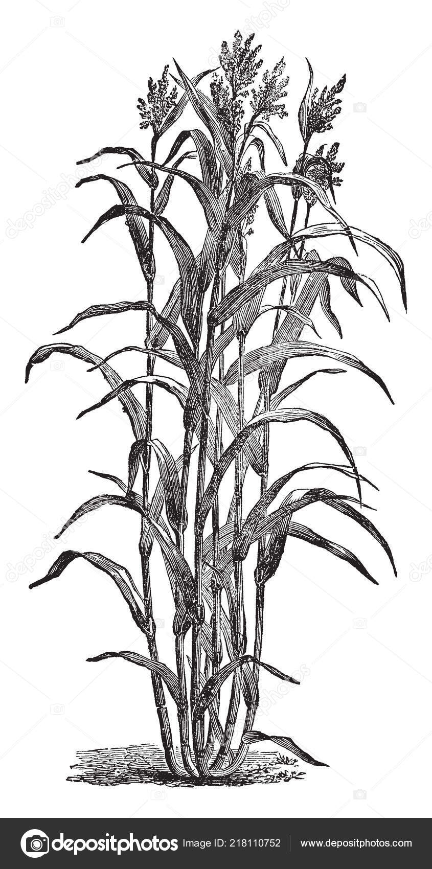 Sugar Cane Drawing