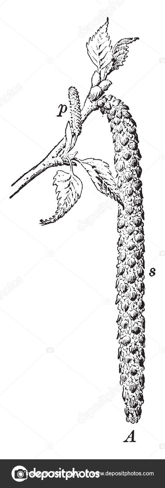 Branch Birch Tree Vintage Line Drawing Engraving Illustration Stock ...