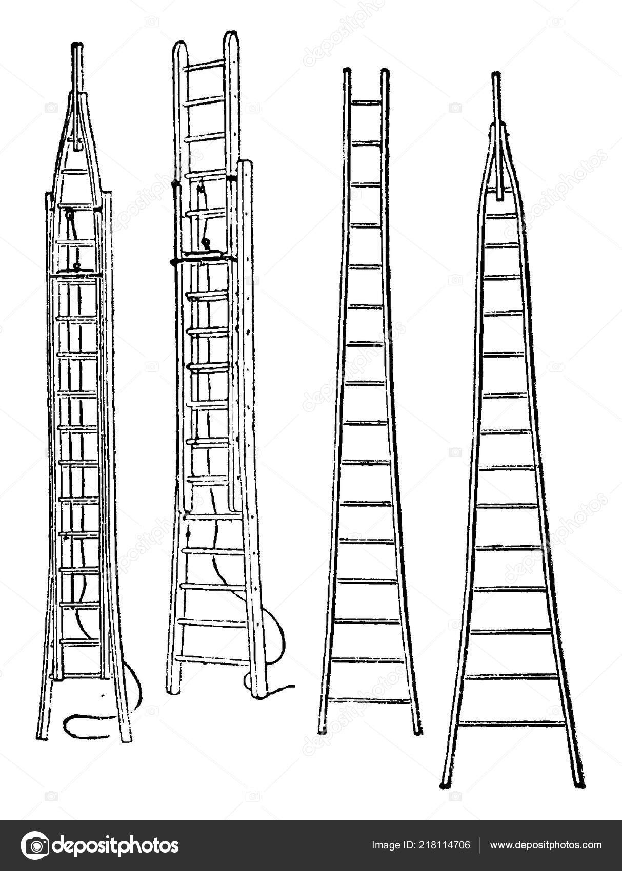 Illustration Represents Tree Extension Ladder Vintage Line Drawing ...