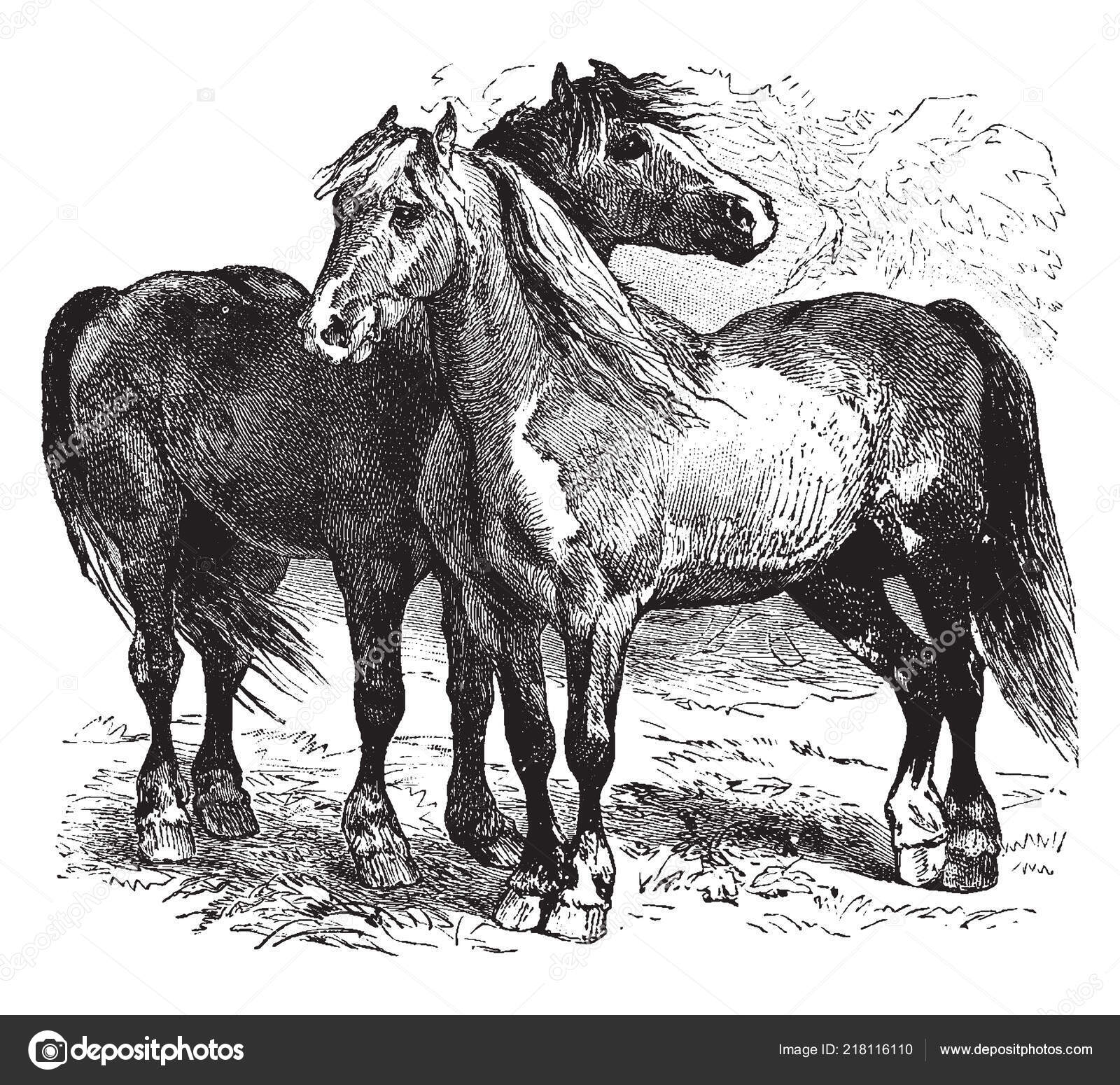 Horse One Two Extant Subspecies Equus Ferus Vintage Line Drawing Stock ...