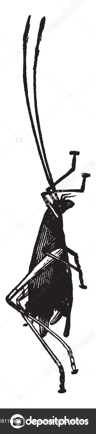 Tree Crickets Insects Order Orthoptera Vintage Line Drawing Engraving ...