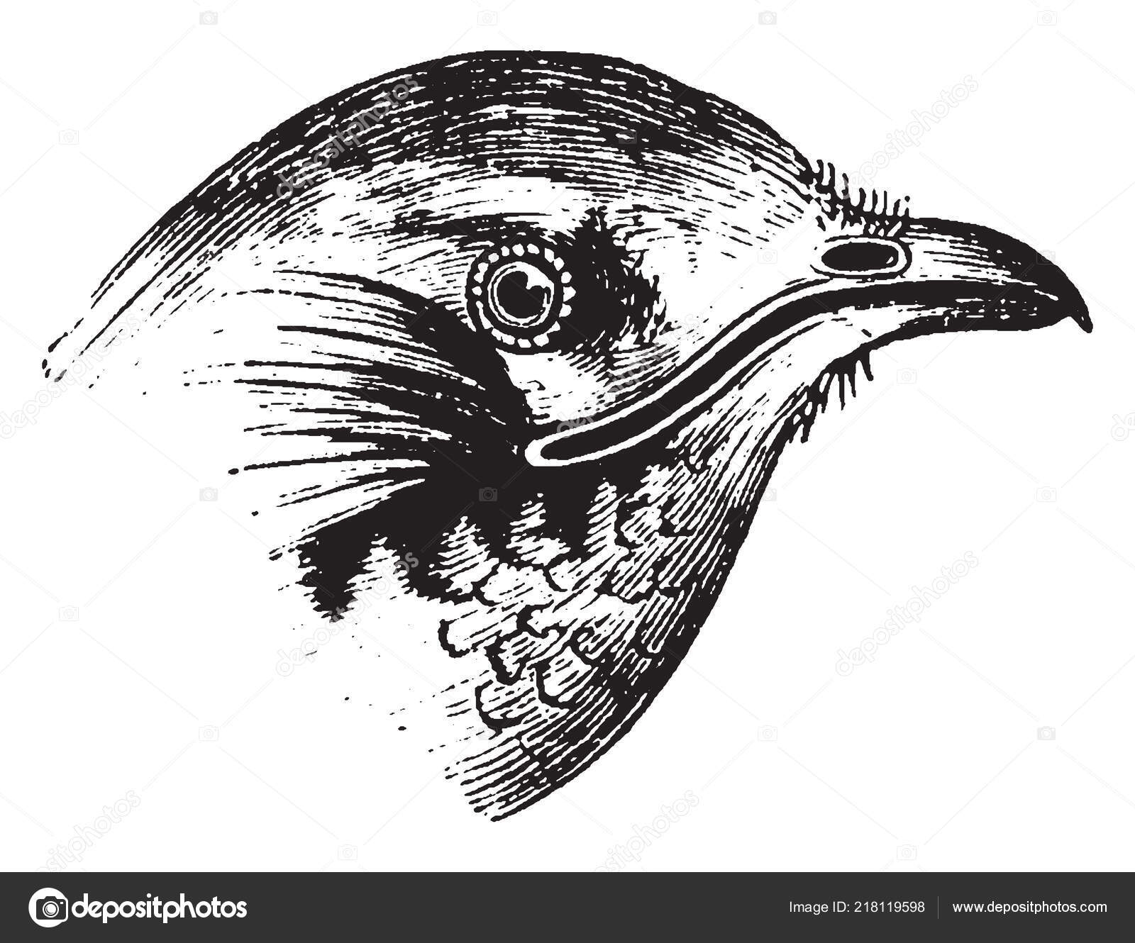 Illustration Represents Swift Beak Vintage Line Drawing Engraving ...