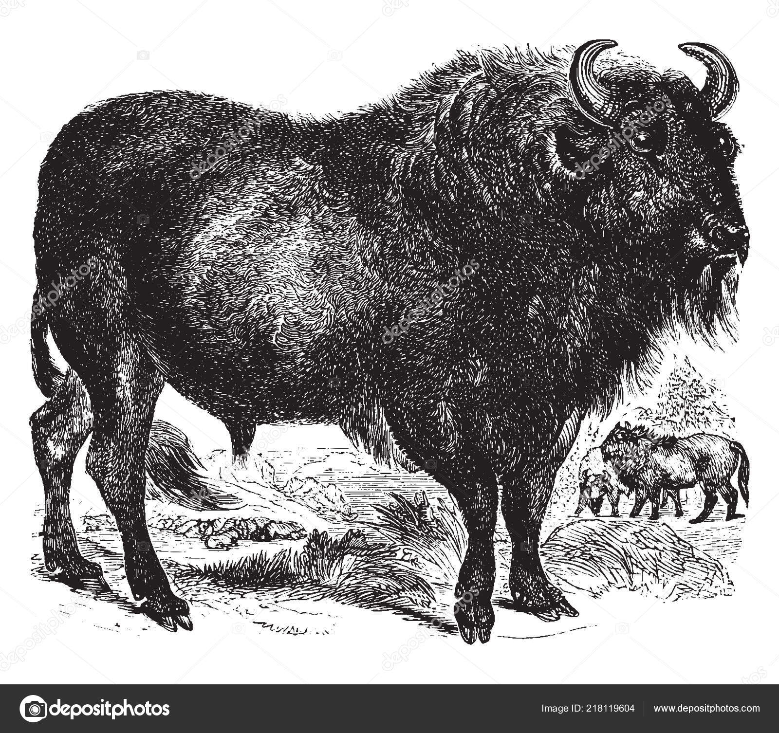 Aurochs Una Especie Extinta Gran Ganado Silvestre Que Habitó Europa ...