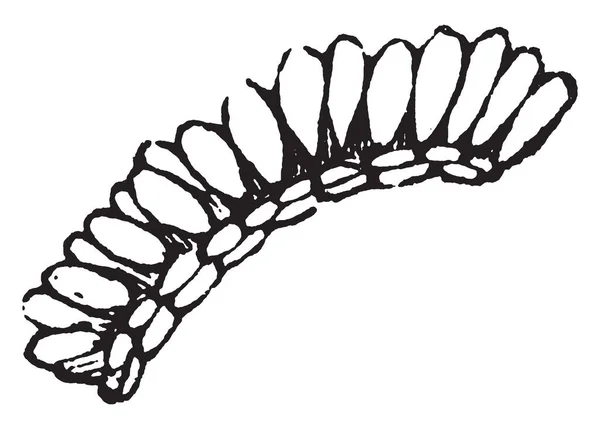 27,674,337 Erect plant Stock Illustrations | Depositphotos