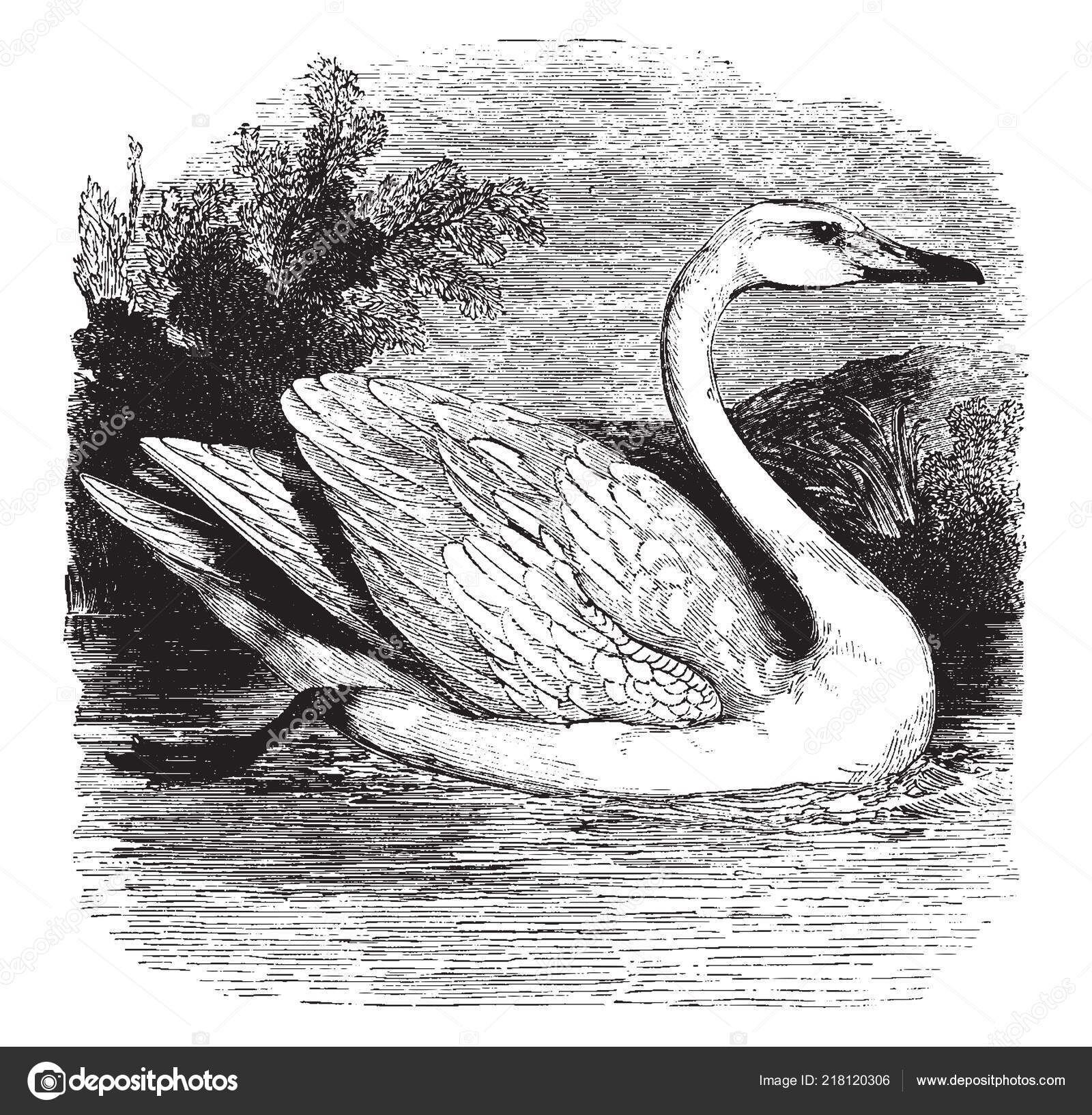 Drawings Of Swans Feet