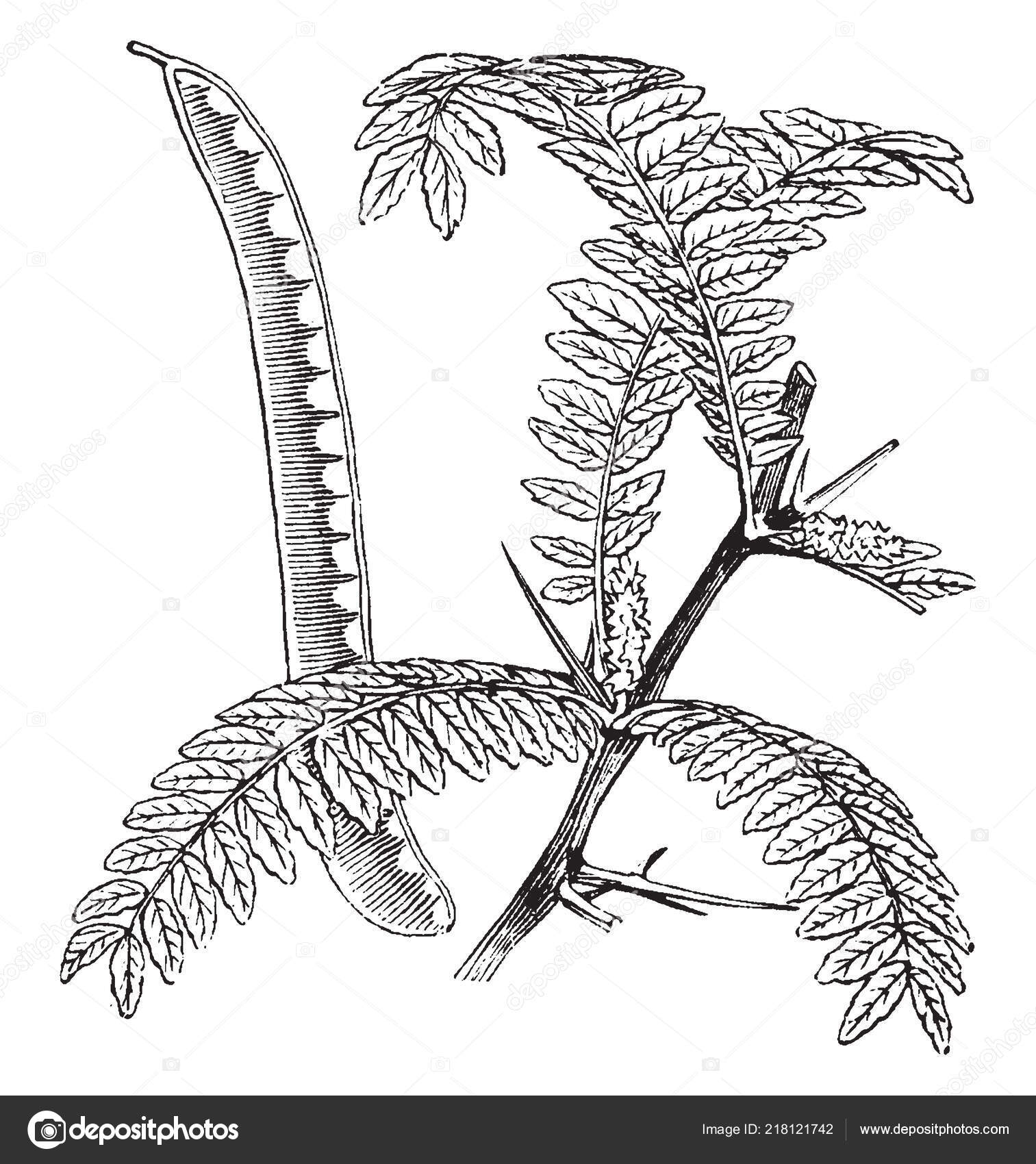 Branch Honey Locust Many Thorns Leaves Flower Vintage Line Drawing ...