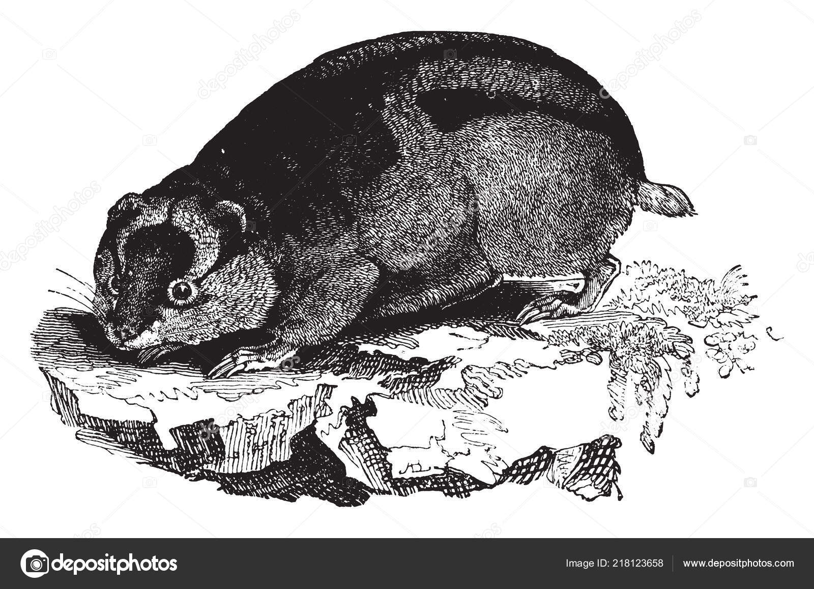 How To Draw A Lemming