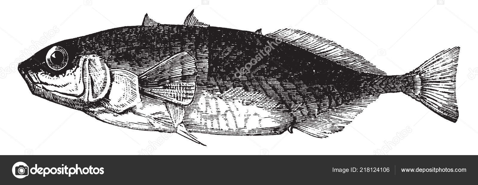 Stickleback Three Inches Long Vintage Line Drawing Engraving ...
