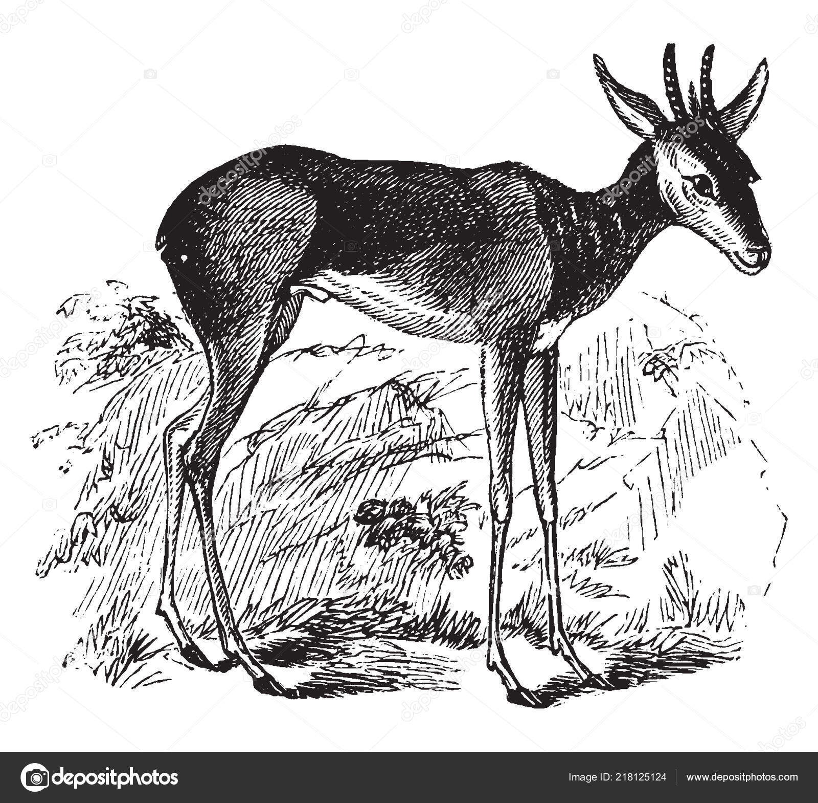 Madoqua Smallest Horned Quadrupeds Vintage Line Drawing Engraving ...