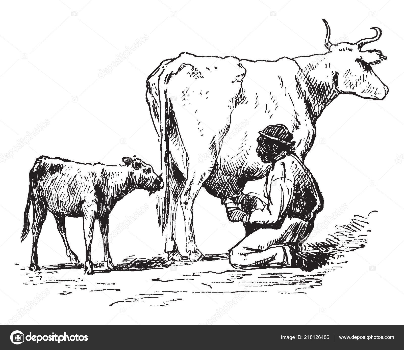 Vacas Lecheras Criadas Para Capacidad Producir Grandes Cantidades Leche ...