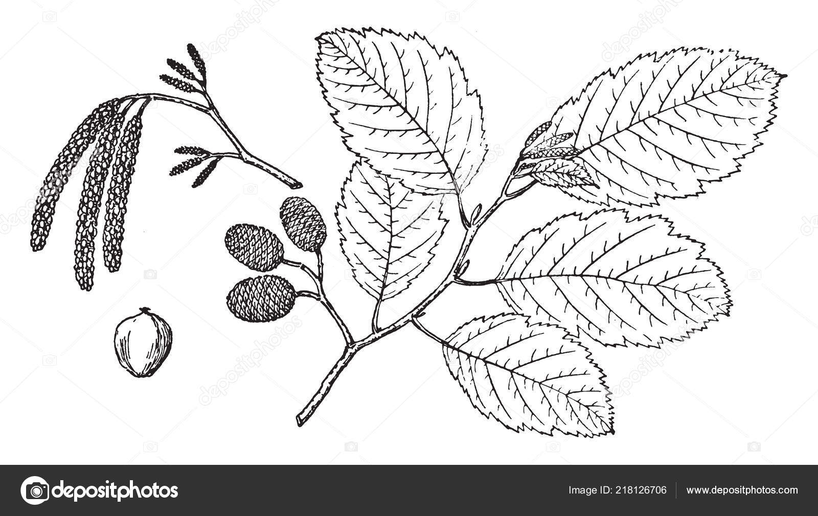 Branches Gray Alder Vintage Line Drawing Engraving Illustration Stock ...