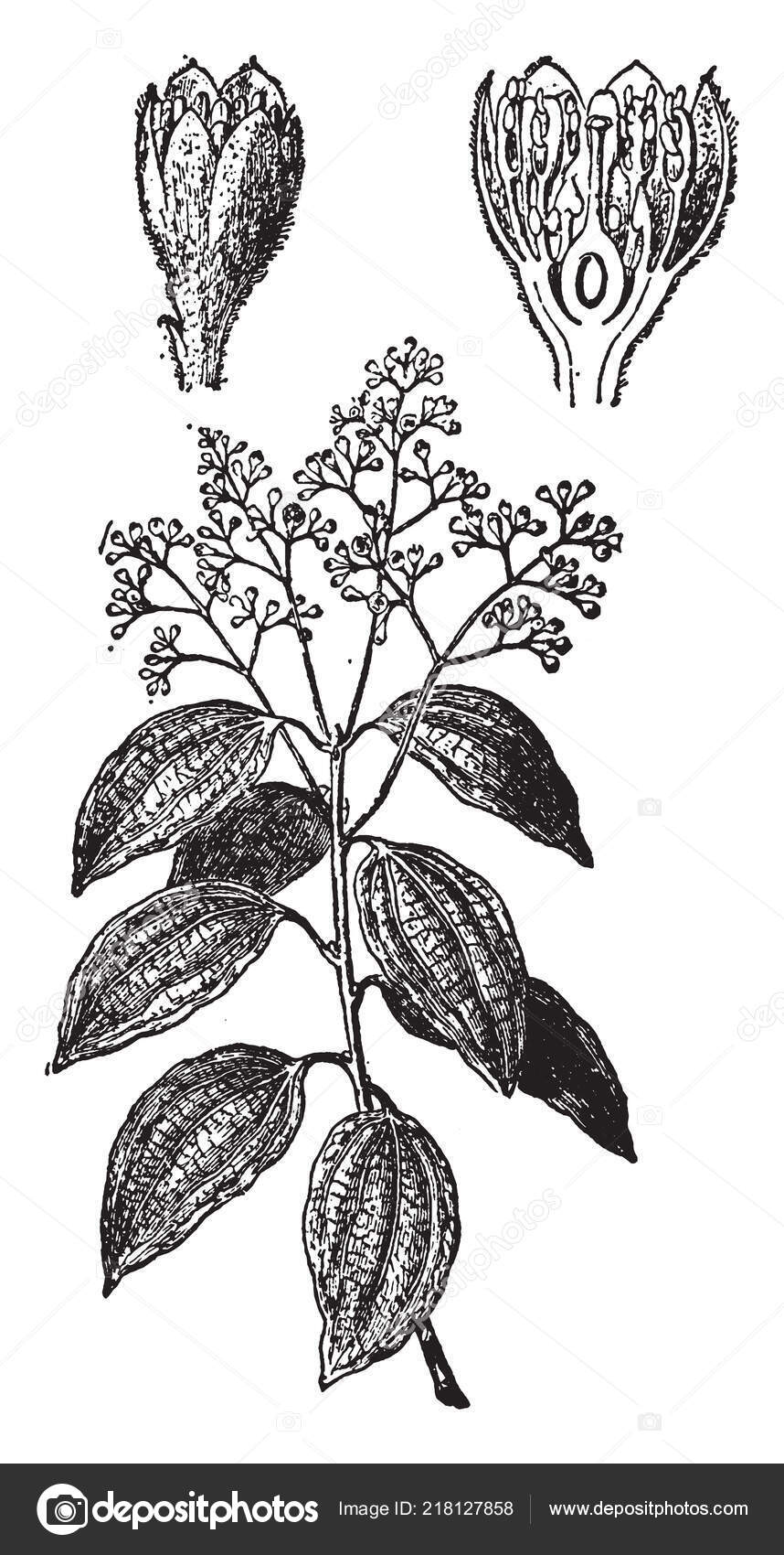 Cinnamon Plant Drawing