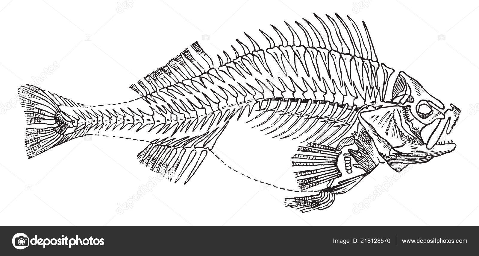 Fish Skeleton Which One Pectoral Fins Present Vintage Line Drawing ...