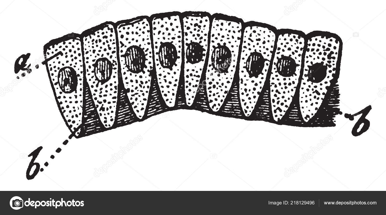 Columnar Epithelium Variety Simple Epithelium Which Cells Have ...