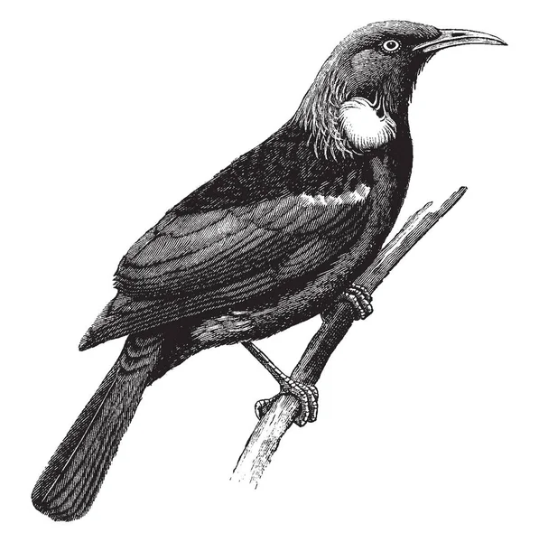 Tui Vector Art Stock Images | Depositphotos