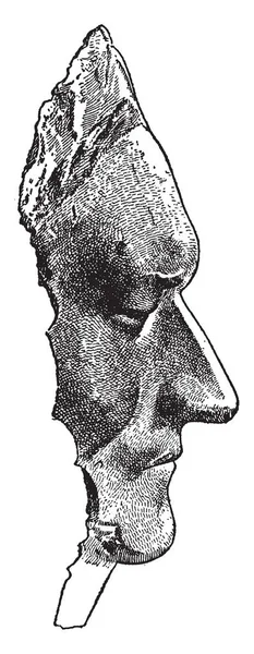 100,000 Isaac newton Vector Images | Depositphotos