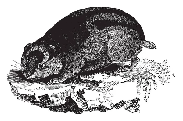 Lemming Vector Art Stock Images | Depositphotos