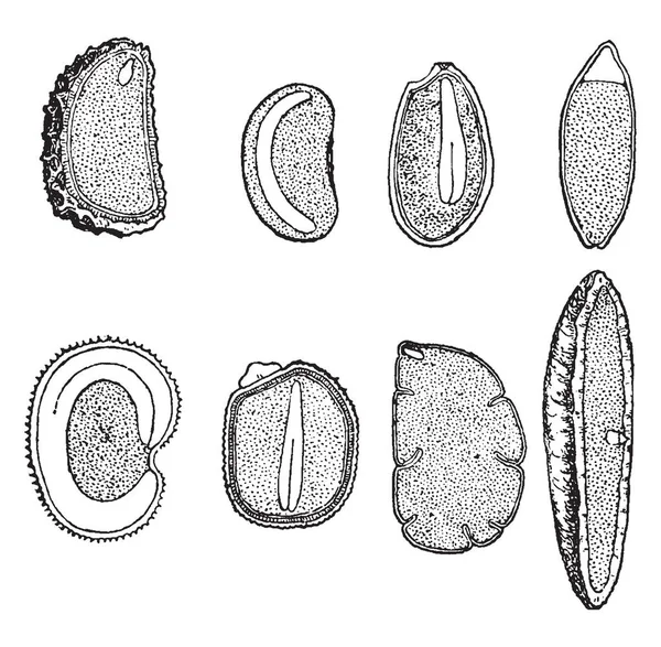 Diagram seed Stock Photos, Royalty Free Diagram seed Images | Depositphotos