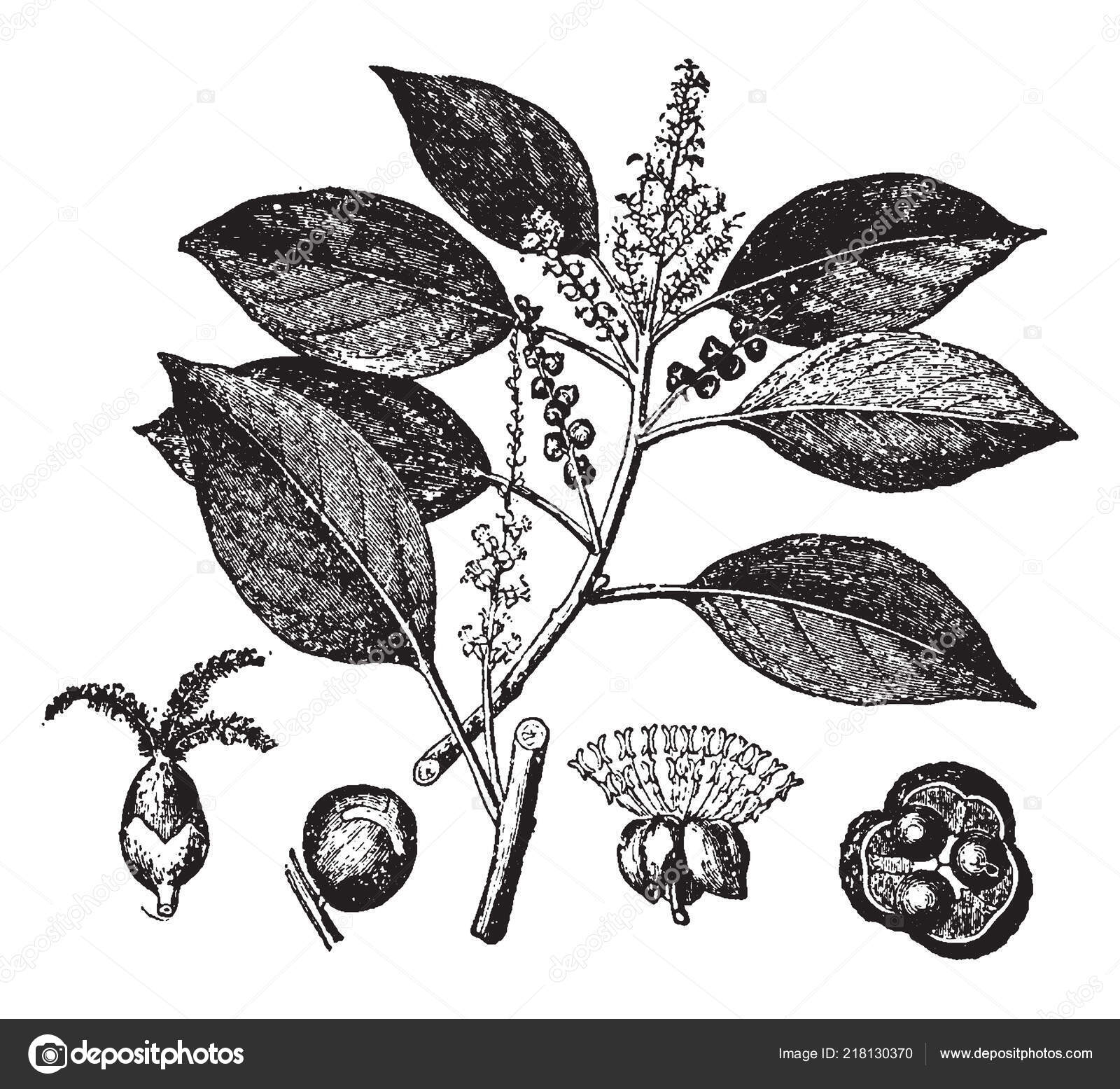 Kamila Medicinal Tree Due Presence Various Phytochemicals Leaves ...